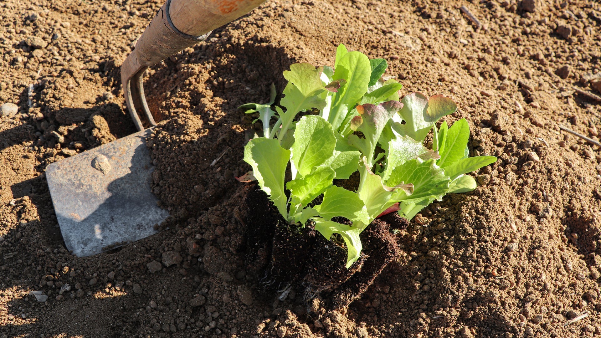 Plantel de Lechugas - Variedades para tu Huerto | PlantaBo