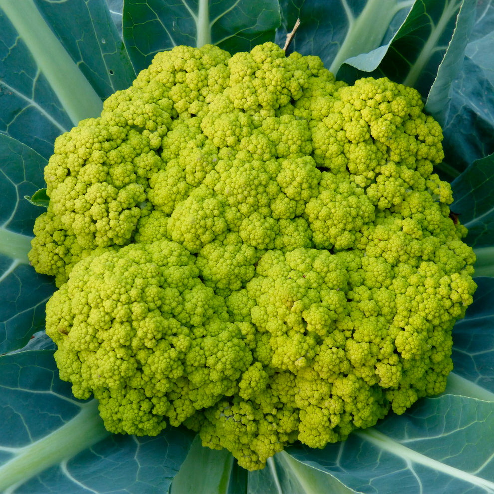 Plantel de Coliflor Verde - Saludable y Versátil | PlantaBo